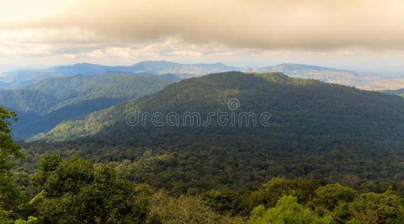 Forest high angle view stock image. Image of aerial, growth - 52135851