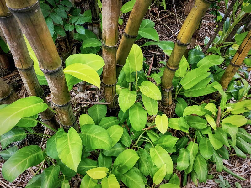 High Angle View of Man Walking Up Stair Step Stock Image - Image of ...