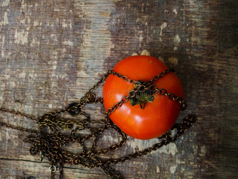 Tomato in chain stock photo. Image of natural, fresh - 104554694