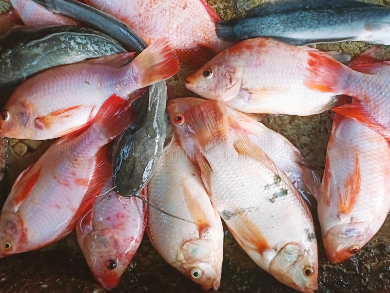High Angle View of a Group of Fresh Fish Ready To Be Processed into ...