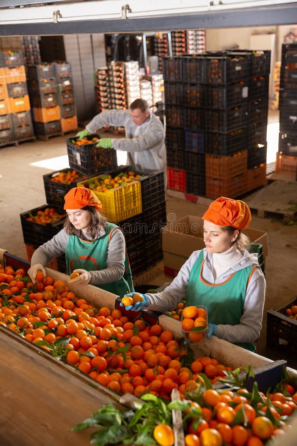 High Angle View of Group of People Working on Citrus Sorting Line at ...