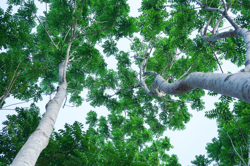 High Angle View Group of Trees Isolated on the Clear Sky Stock Image ...