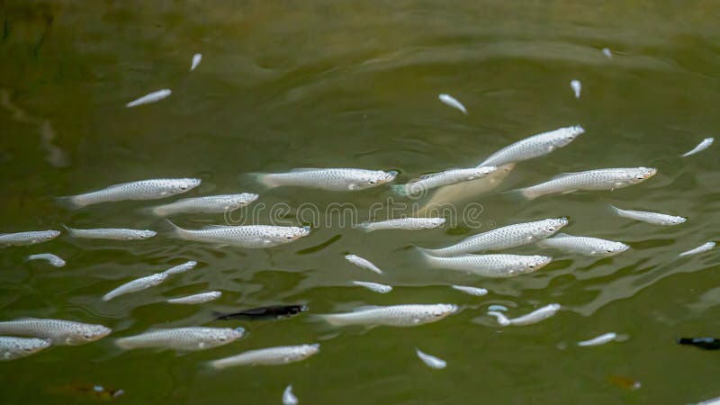 High-angle View of a Group of White Fish in the Green Water Stock Image ...