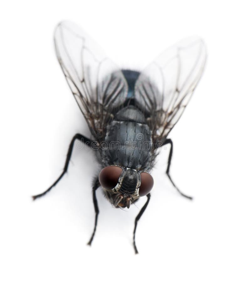 Housefly stock image. Image of scream, spooky, indoors - 16423635