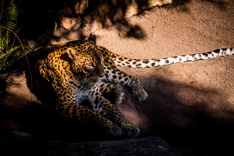 High-angle View of a Javan Leopard Resting Under the Sunlight Stock ...