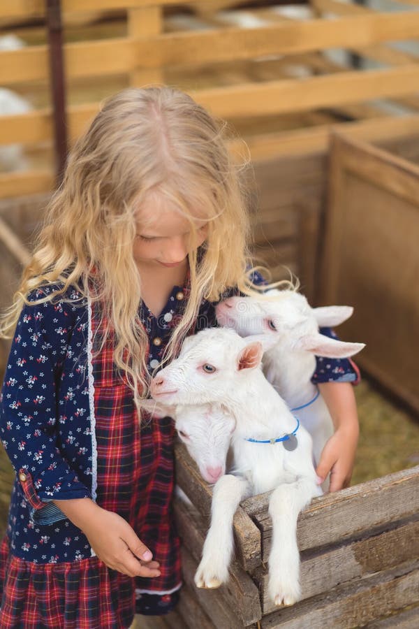 High Angle View of Kid Hugging Goats Stock Image - Image of indoors ...