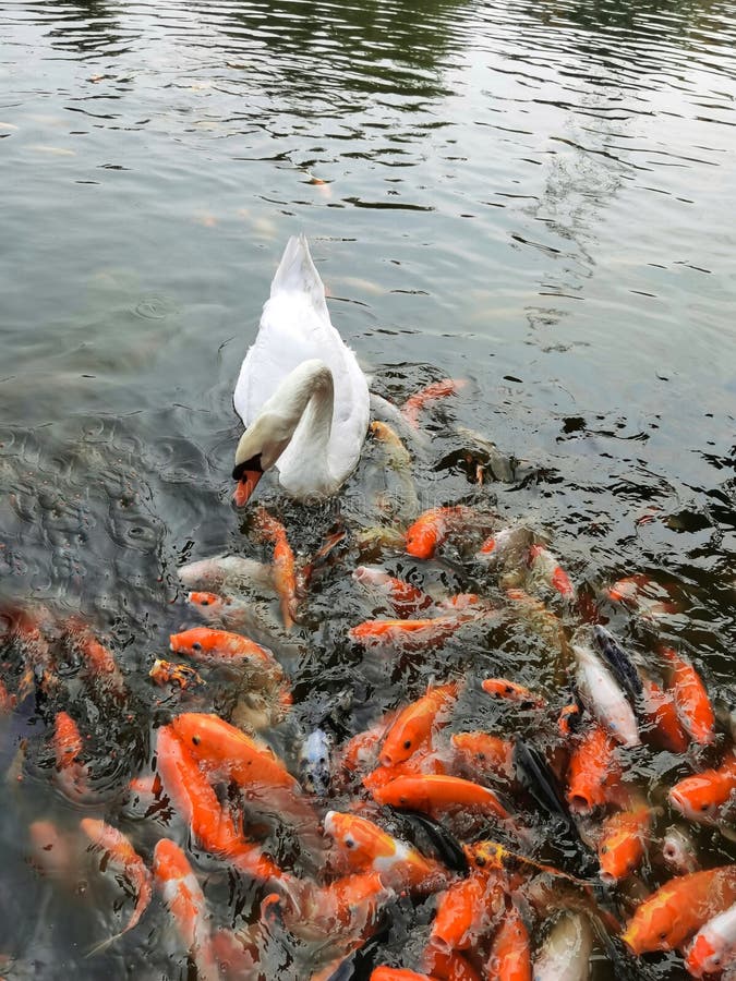 Koi fish with swan stock image. Image of view, pair - 226389067