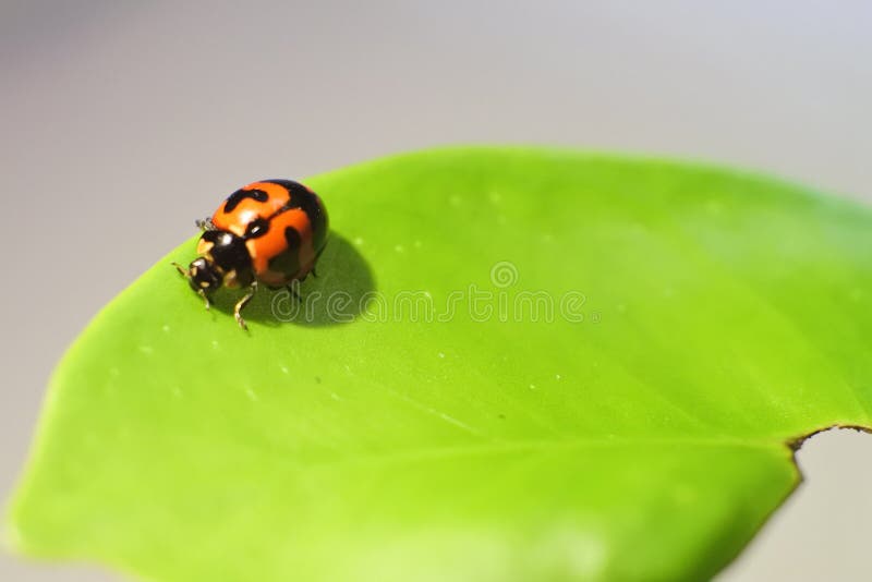 High Angle View of a Ladybug Crawling on a Green Leaf Surface Stock ...