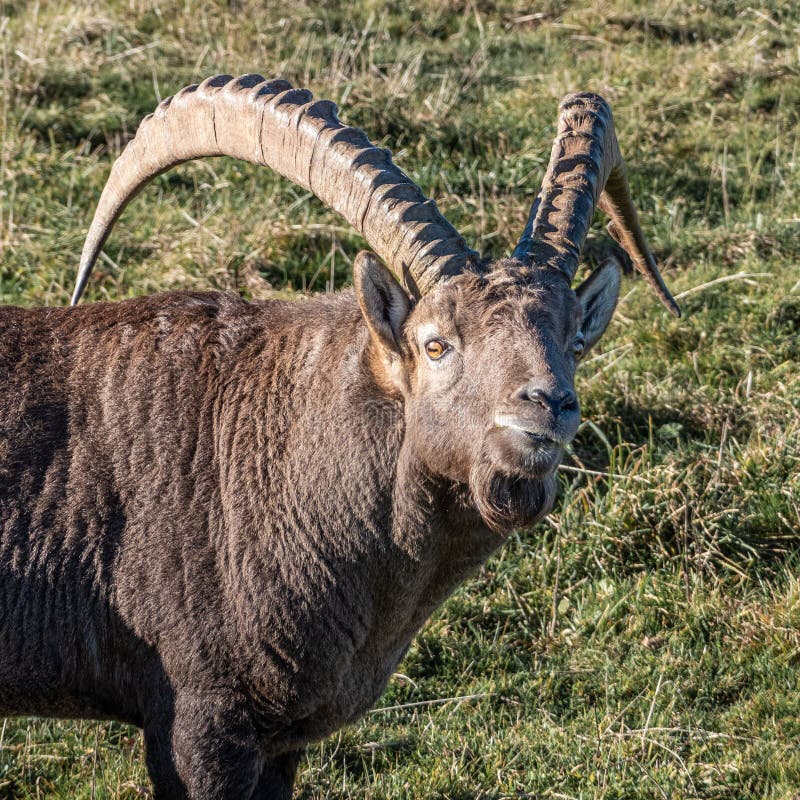 High Angle View of a Majestic Wild Alpine Ibex in a Field of Grass ...