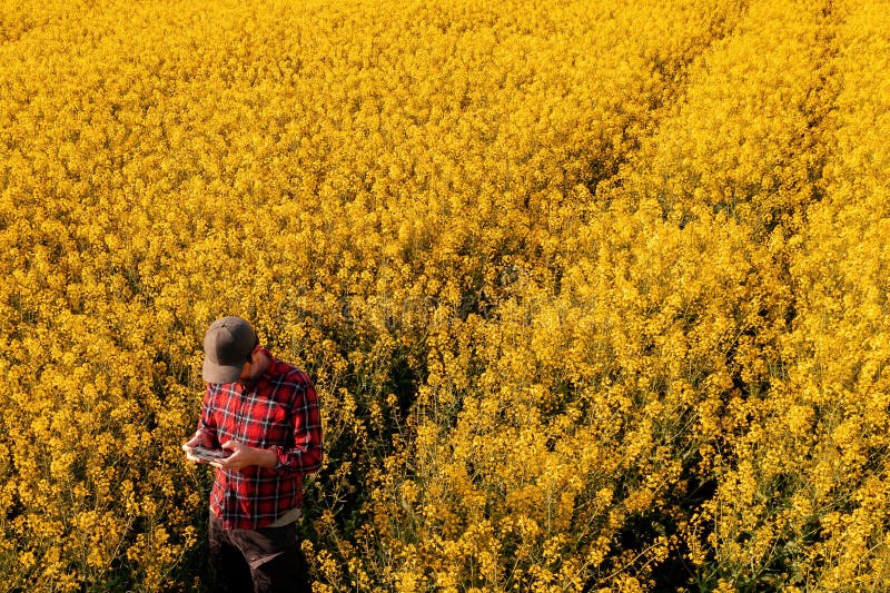 High Angle View of Male Farmer Using Drone Remote Controller in ...