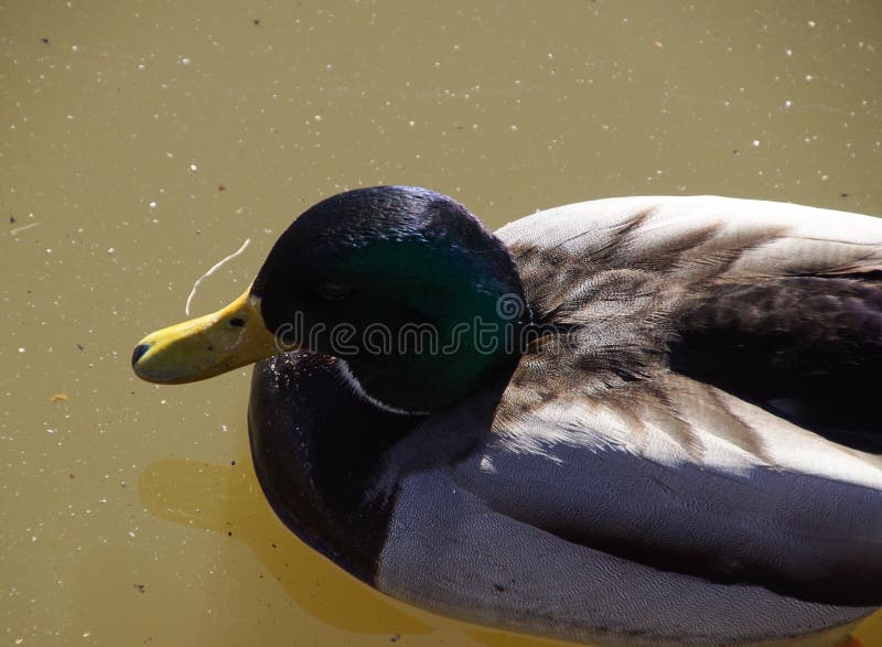 High Angle View of a Mallard Duck Stock Photo - Image of small, water ...