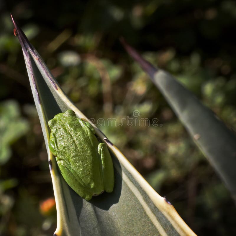 117 Frog Eye View Angle Stock Photos - Free & Royalty-Free Stock Photos ...