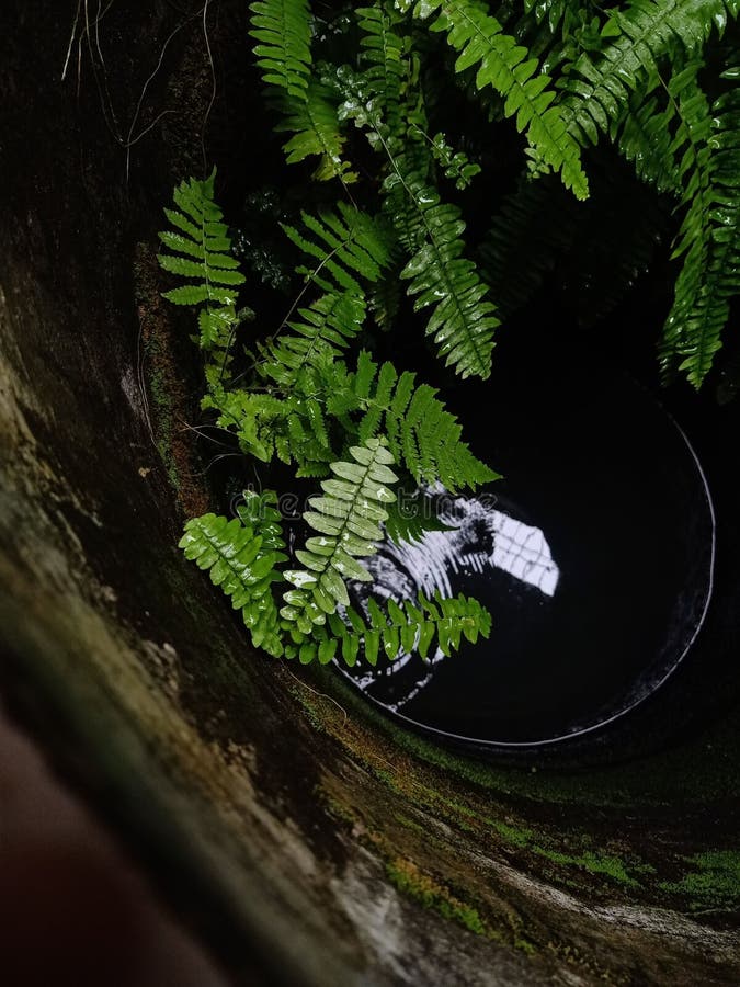 High-angle View of a Mossy Wall of the Well with Green Fern Growing ...