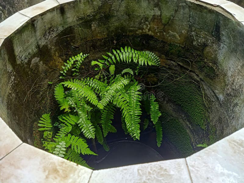 High Angle View of a Mossy Well with Green Fern Growing Inside. Stock ...