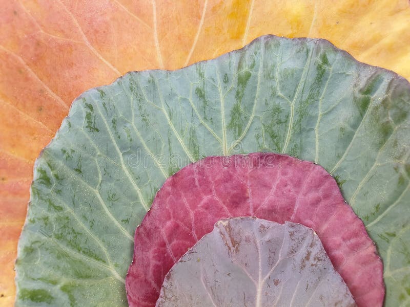High Angle View of Multi Colored Cabbage Leaves in Autumn Season, Close ...