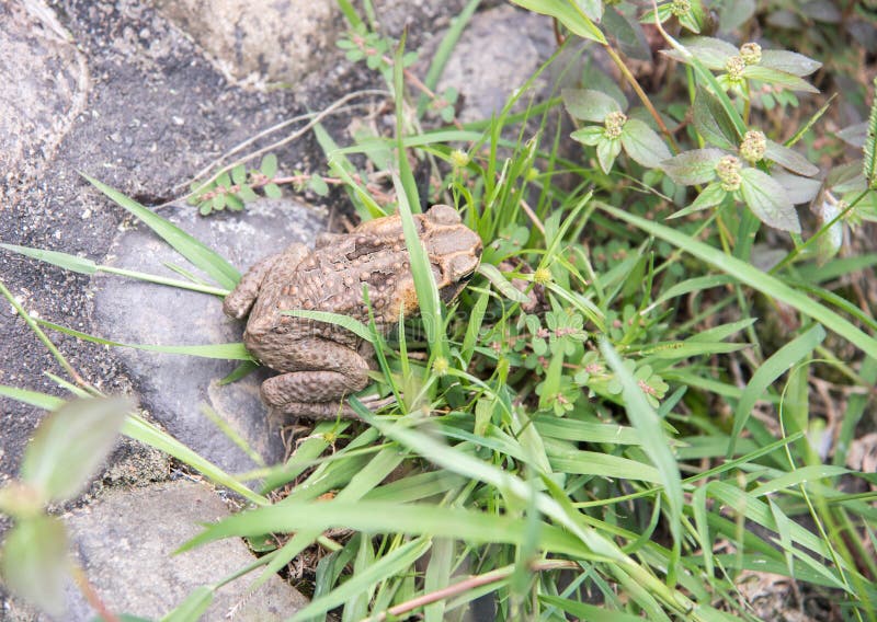 Cane Toad stock image. Image of high, large, gland, nature - 103039559
