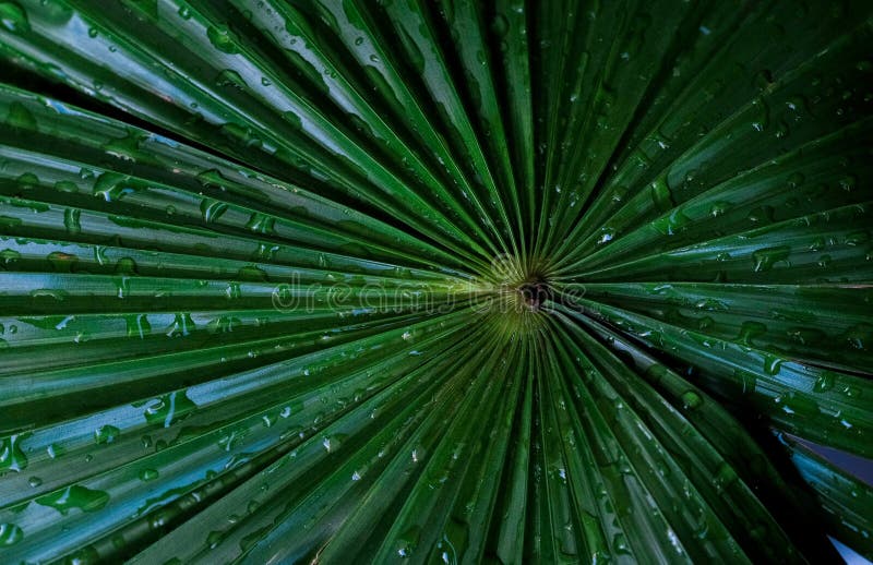 High Angle View of a Palm Leaf with Waterdrops. Stock Photo - Image of ...