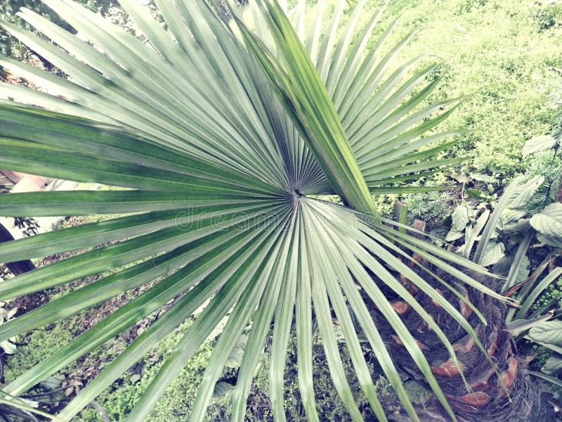 High Angle View of Palm Tree in Garden. Stock Photo - Image of palm ...