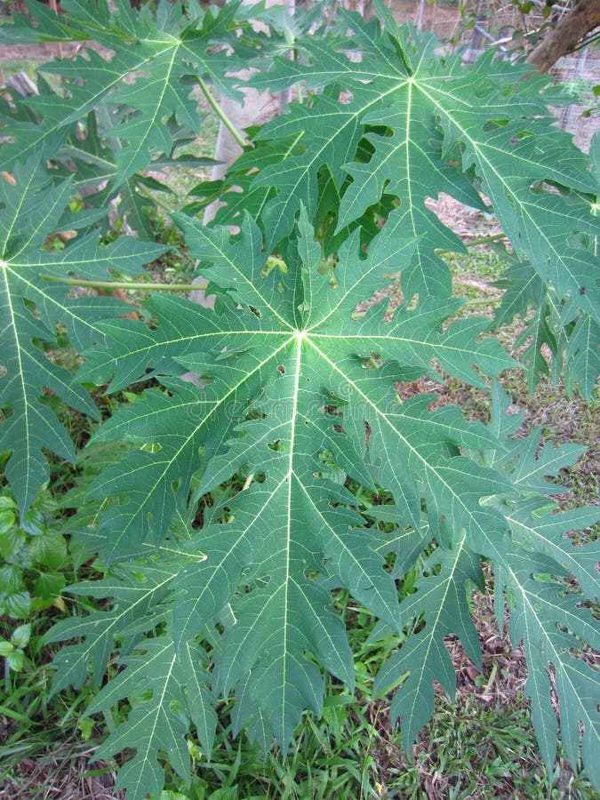 High Angle View of Papaya Tree Stock Photo - Image of grow, large ...