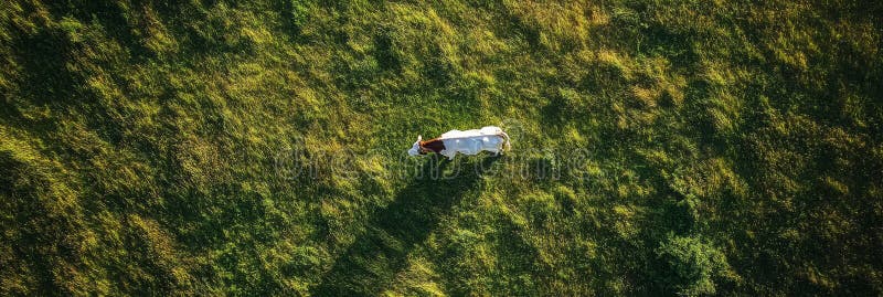 A High Angle View of a Patterned White and Brown Cow Resting in a Lush ...
