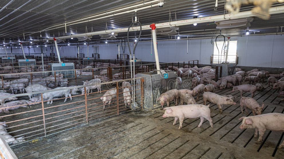 High-angle View from the Pigs Inside a Hog House Stock Photo - Image of building, shelter: 265066968