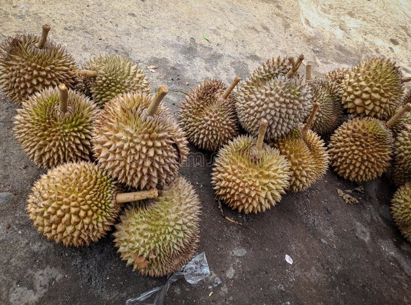 High Angle View of Pile of Durian Fruit Stock Image - Image of ...