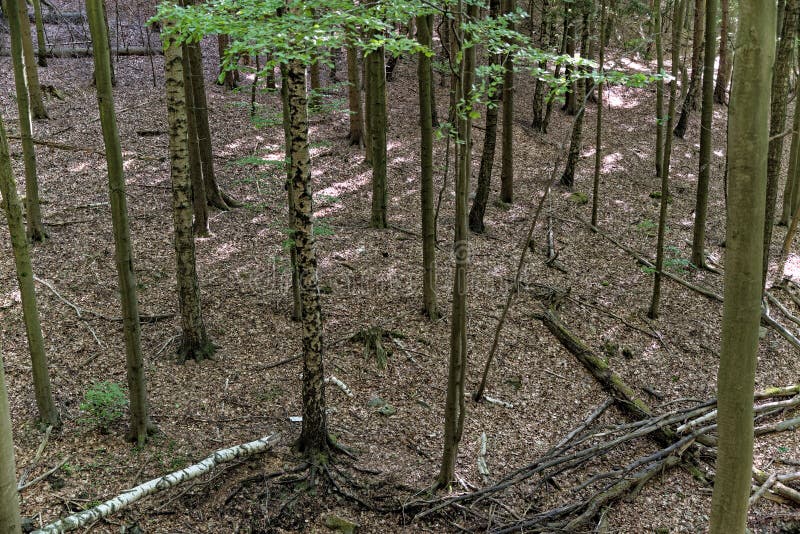 High Angle View of Pine Trees in a Forest Stock Photo - Image of ground ...