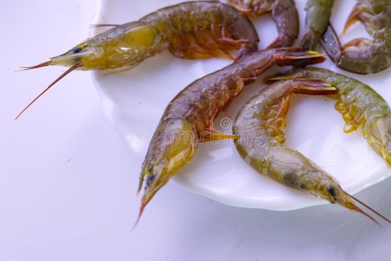 Indian Prawns Fish Caught from Ganga River Stock Photo - Image of river ...