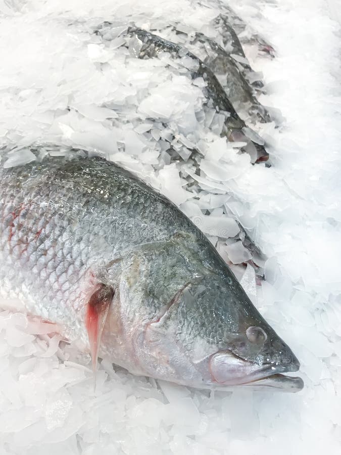 High Angle View of Raw Fresh Fish Chilling on Cold Bed of Ice Stock ...