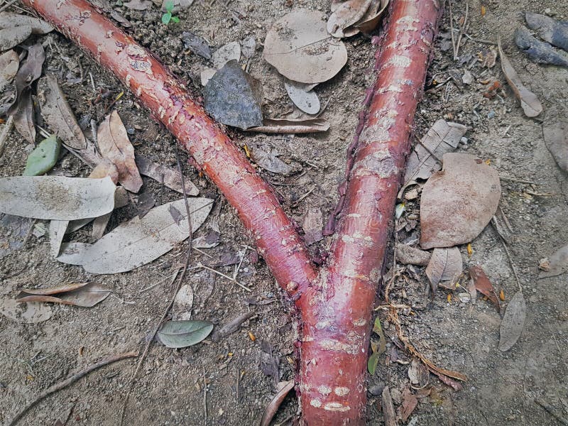 Red Roots Stock Photos - Download 11,355 Royalty Free Photos