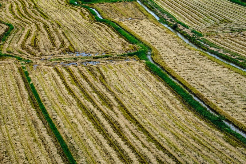 High Angle View of Rice Fields after Harvesting Stock Photo - Image of ...