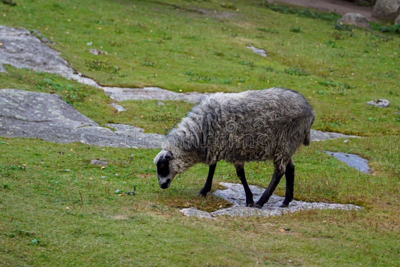 High Angle View of Sheep Grazing on Field Stock Image - Image of ...