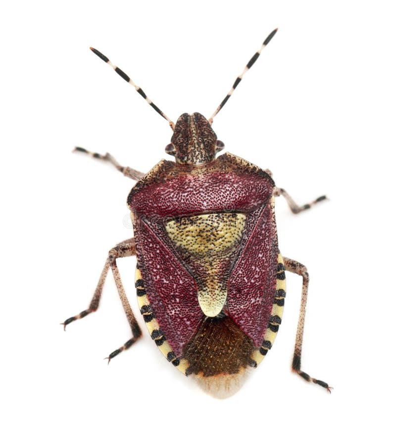High Angle View of Shield Bug Stock Image - Image of dolycoris, animal ...