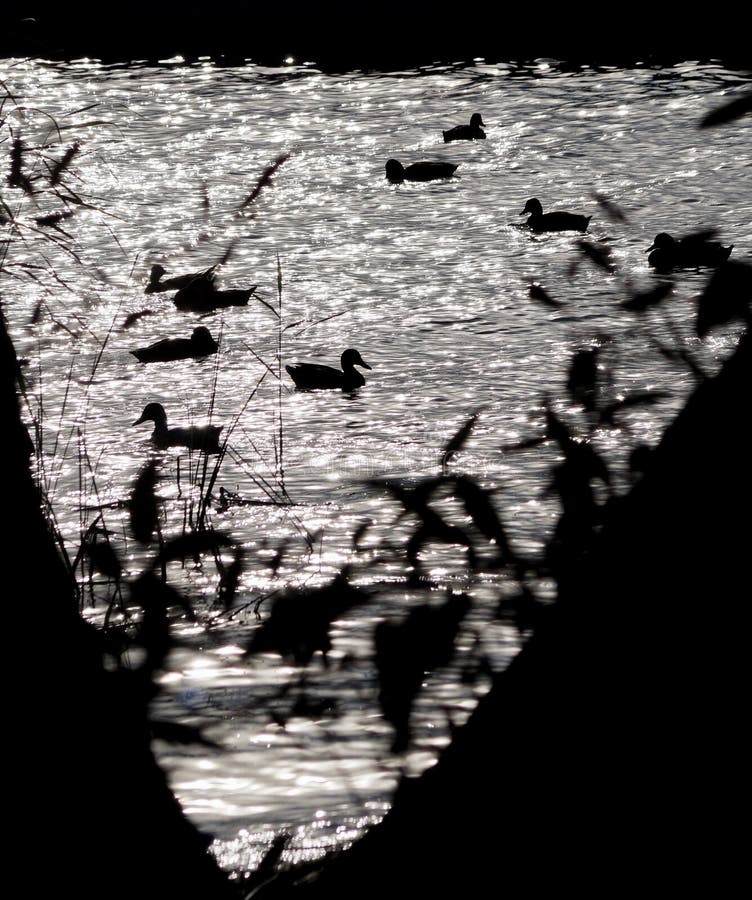 High Angle View of Silhouette Birds Swimming Stock Photo - Image of ...