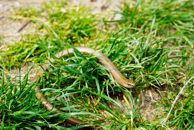 High Angle View of a Slow Worm on the Grass. Stock Image - Image of ...
