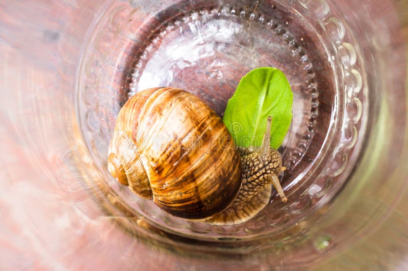Top View of a Snail in a Transparent Glass Jar Stock Image - Image of ...