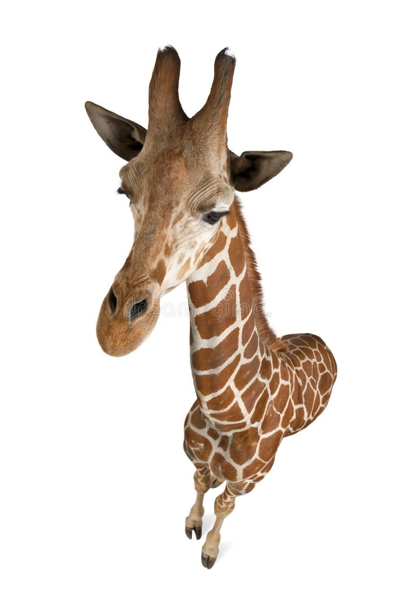 852 Front View Giraffe Stock Photos - Free & Royalty-Free Stock Photos ...