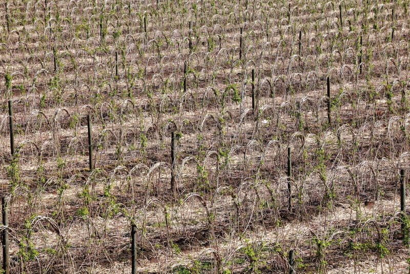 Raspberry Crop in Washington State Stock Photo - Image of agriculture ...