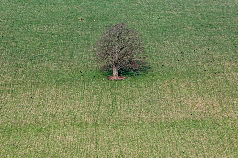 A Lone Tree in a Field in Rural Sussex Stock Photo - Image of grass ...