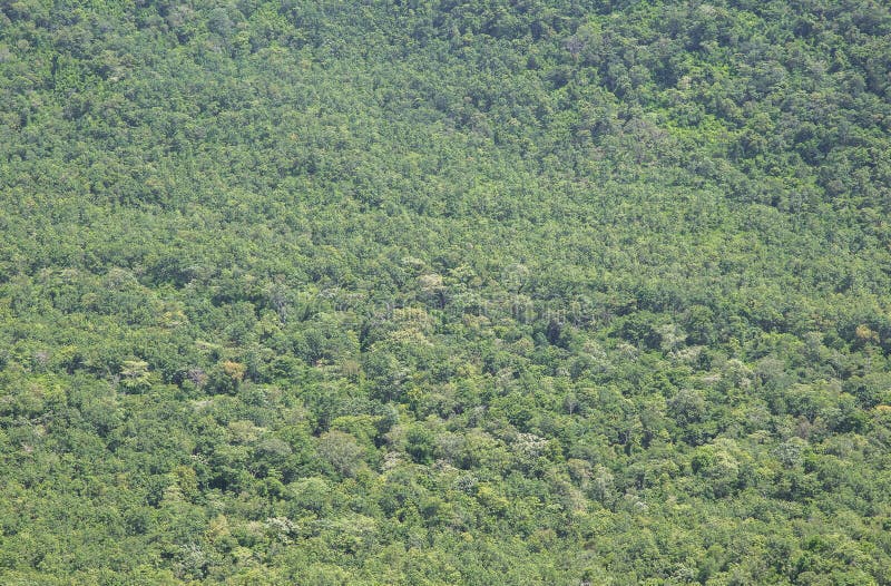 High Angle View of Tree in Forest Stock Image - Image of nature ...