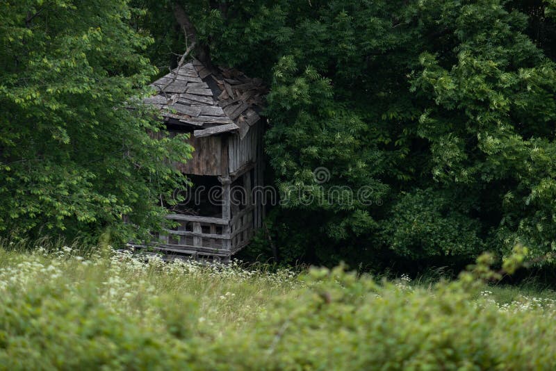High-angle View of a Tree House Surrounded by Trees and Vegetation ...