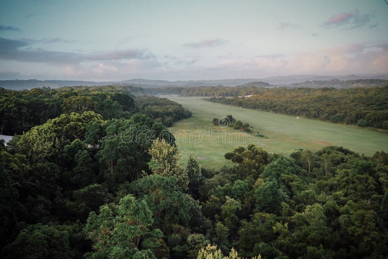 High Angle View of Trees in Forest Stock Image - Image of environment ...