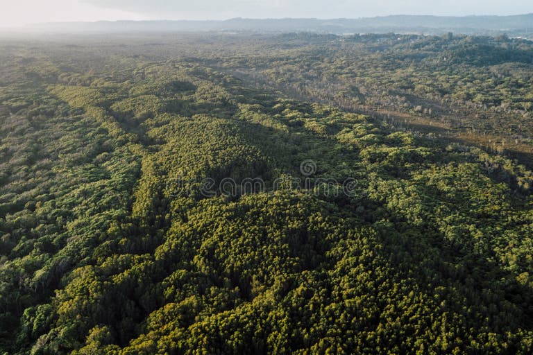 High Angle View of Trees in Forest Stock Photo - Image of angle, trees ...