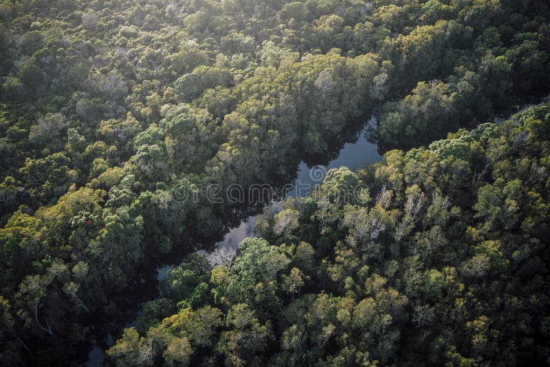 High Angle View of Trees and River in Forest Stock Image - Image of ...