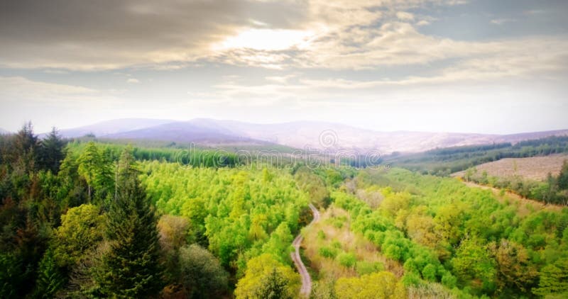 Forest high angle view stock image. Image of aerial, growth - 52135851