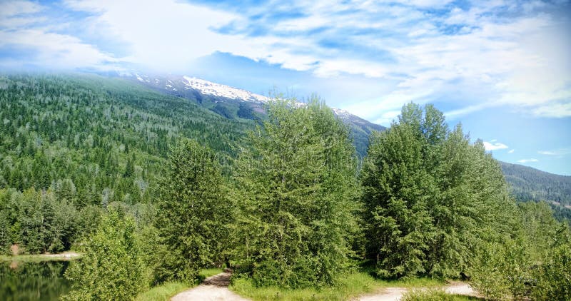 High Angle View of Trees Growing on Mountain Stock Image - Image of ...