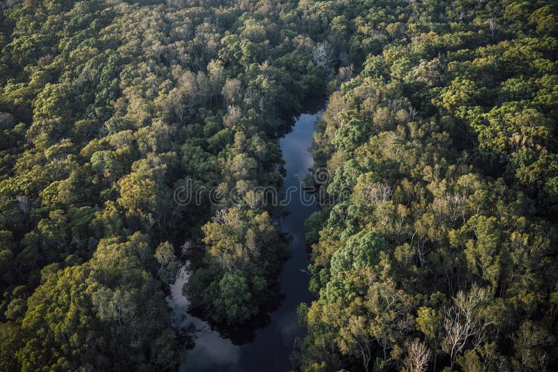 High Angle View of Trees and River in Forest Stock Photo - Image of ...