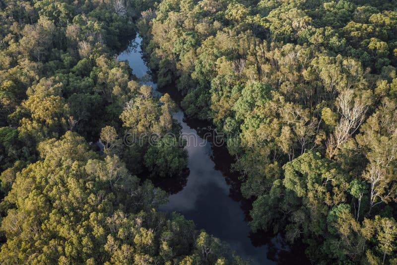 High Angle View of Trees and River in Forest Stock Photo - Image of ...