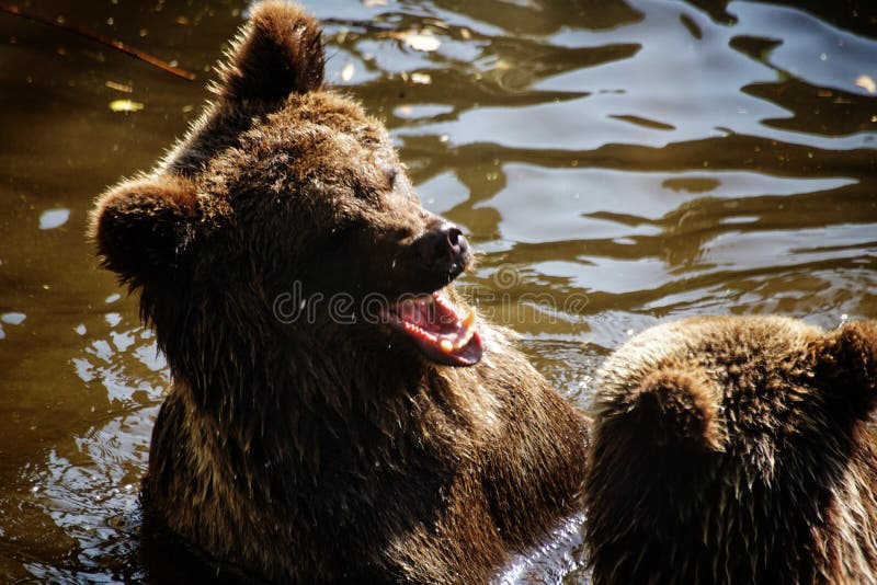 High Angle View of Two Bear in Water Stock Image - Image of mouth ...