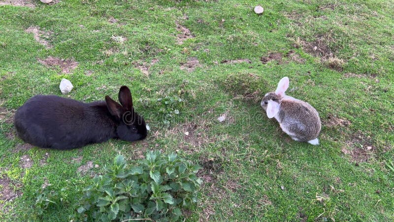 High Angle View of Two Rabbits on Field Stock Footage - Video of animal ...